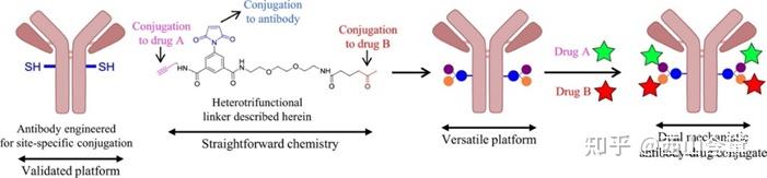 双载荷ADC及其类似物的构建策略 - 知乎