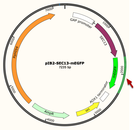 SnapGene操作指南 | 自定义DNA序列配色 - 知乎