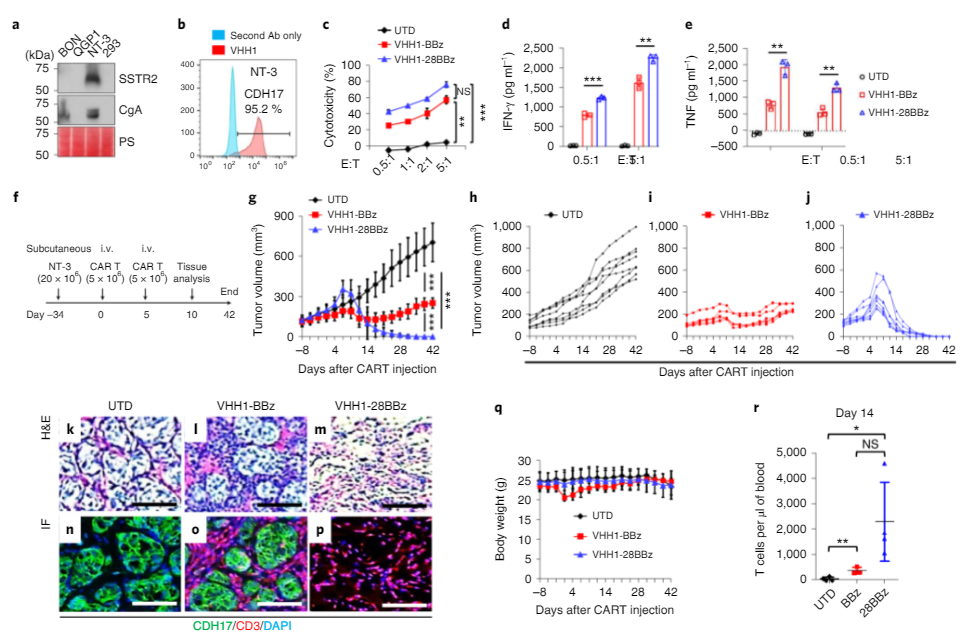 Nature Cancer | CDH17-CAR T细胞特异抑制神经内分泌肿瘤和胃肠道癌症 - 知乎