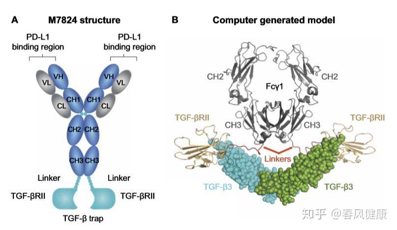 肺癌重磅新药M7824！双功能性免疫疗法，总缓解率高达71.4% - 知乎