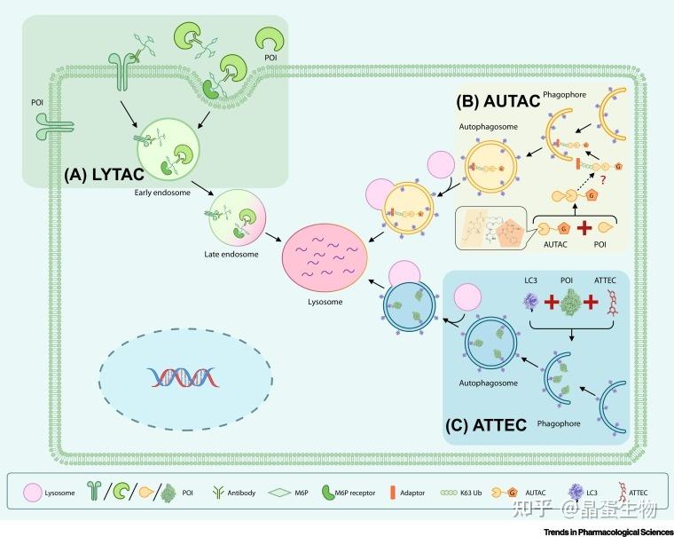 硬核梳理|一文教你区分PROTAC，LYTAC，AUTAC..... - 知乎