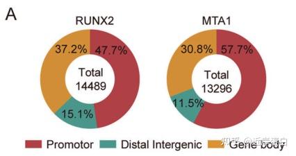 乳腺癌的发生与骨转移癌---- 解析RUNX2/NuRD(MTA1)/CRL4B复合体的作用机制 - 知乎