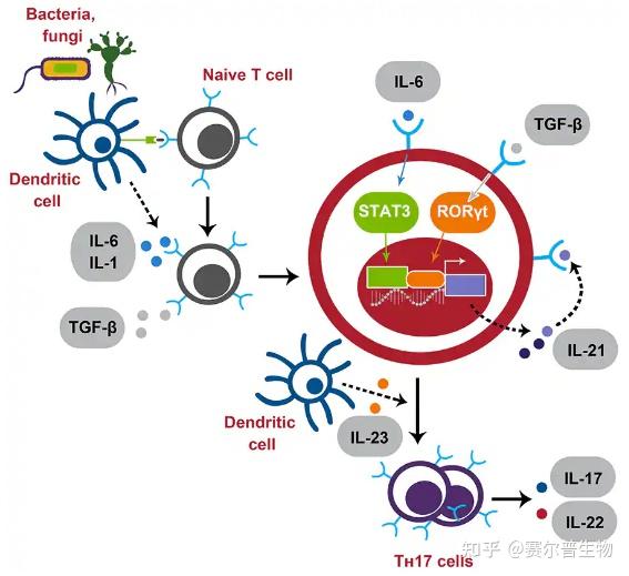 总结 | Th17细胞必会知识点 - 知乎