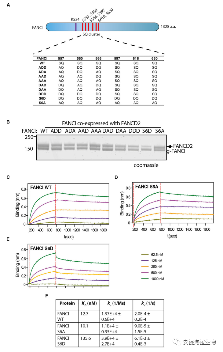 ATR介导的FANCI磷酸化同时调控FANCD2的泛素化和去泛素化 - 知乎
