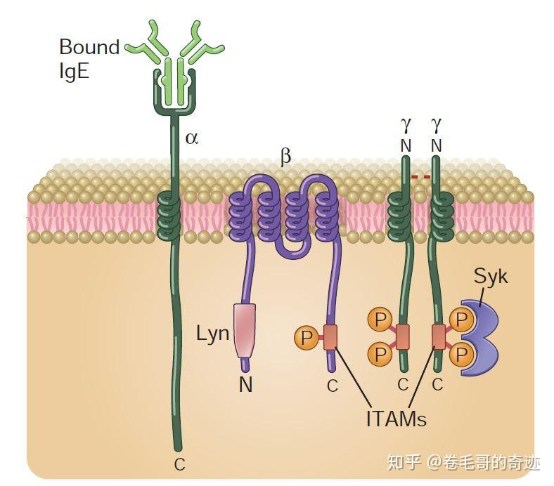 抗体的Fc受体：FcR - 知乎