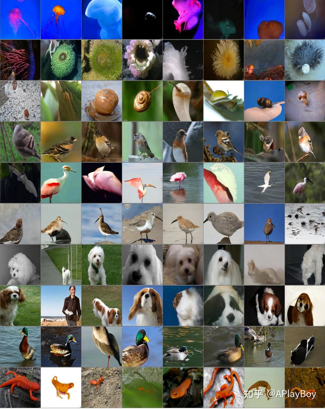 VQ-VAE-2:Generating Diverse High-Fidelity Images with VQ-VAE-2 全文解读 - 知乎