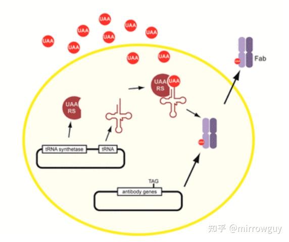 合成非天然氨基酸(XAA)多肽或蛋白的应用 - 知乎