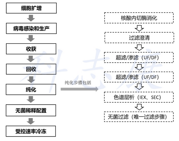 FDA第一个获批上市溶瘤病毒单药Imlygic的CMC解读 - 知乎