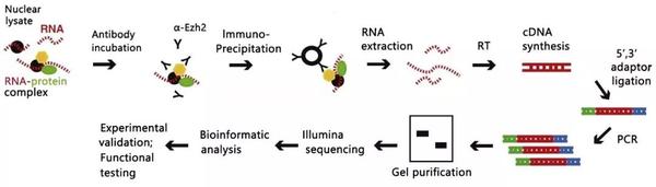 lncRNA研究中的靠谱实验方法归纳！ - 知乎