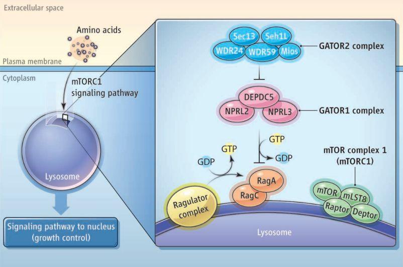 Nature丨北大刘颖组在mTORC1与肿瘤发生及衰老调节方向取得重要进展——刘伟教授点评 - 知乎