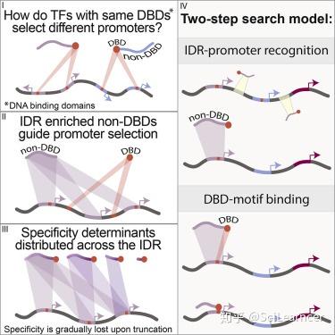 Molecular Cell｜转录因子的内在无序区（IDR）指导其体内结合特异性 - 知乎
