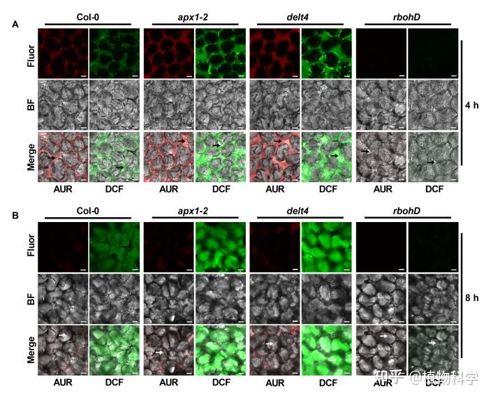 Plant Physiology | 浙江大学梁岩教授课题组揭示APX1通过催化鲁米诺化学发光监测胞内活性氧迸发动态 - 知乎