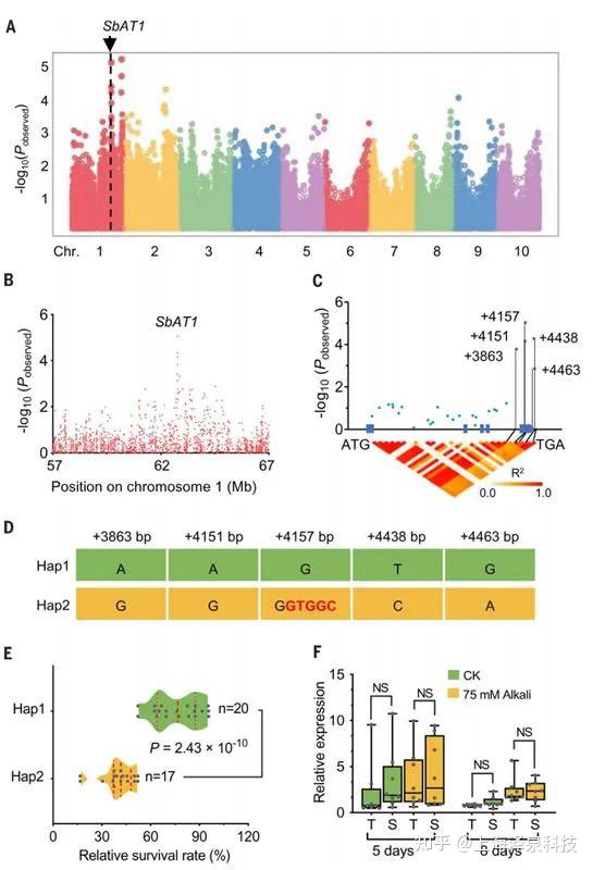 Science重磅：中国科学家首次发现编码Gγ蛋白的AT1耐盐碱基因，可大幅增强作物耐盐碱性并提高产量 - 知乎