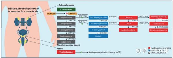 2022 医药魔方转化医学TOP25靶点（四）— 去势抵抗前列腺癌相关靶点 - 知乎
