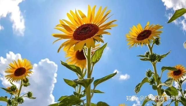 带你进一步了解核心期刊：SCI、EI、ISTP、SSCI、SCIE、IEEE、CSCD、CSSCI - 知乎