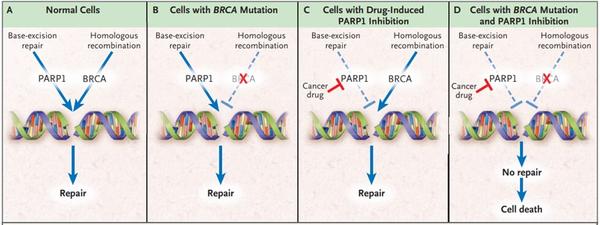 NGS小知识 ‖ 小基因大作用之BRCA - 知乎