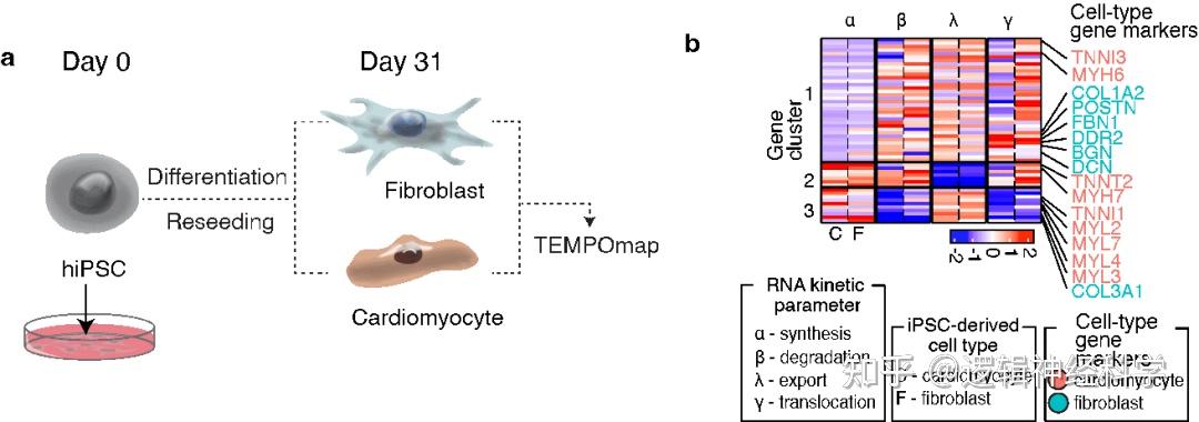 Nat Methods︱麻省理工学院王潇团队开发时空转录组测序技术并在亚细胞水平揭示RNA动力学图谱 - 知乎