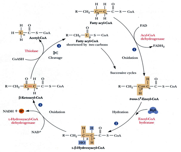 脂肪酸的转运与氧化分解 - 知乎