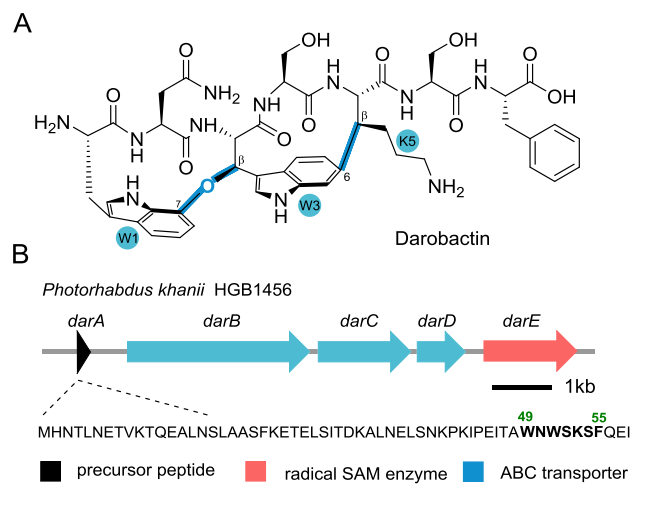 上海交大邓子新团队合作揭示超级抗生素darobactin的生物合成机制_交大智慧_上海交通大学新闻学术网 - 知乎