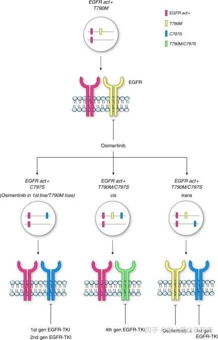多药联合突破EGFR-TKI耐药困境 —— 深入解析NSCLC靶向治疗后的基因突变的耐药机制与治疗策略！ - 知乎