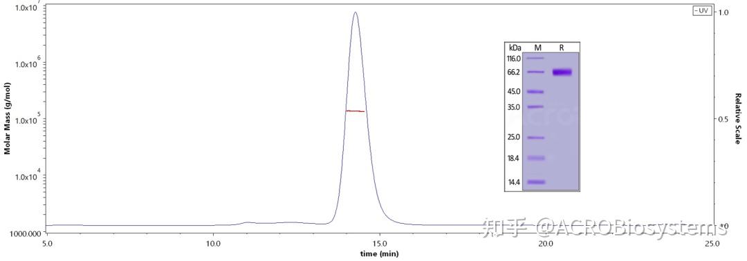 靶向NKG2家族，剑指肿瘤免疫领域 - 知乎