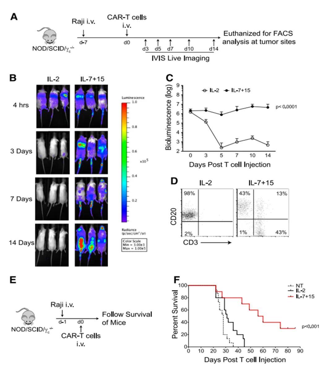 一文了解IL-2和IL-7 / IL-15对T细胞的影响 - 知乎