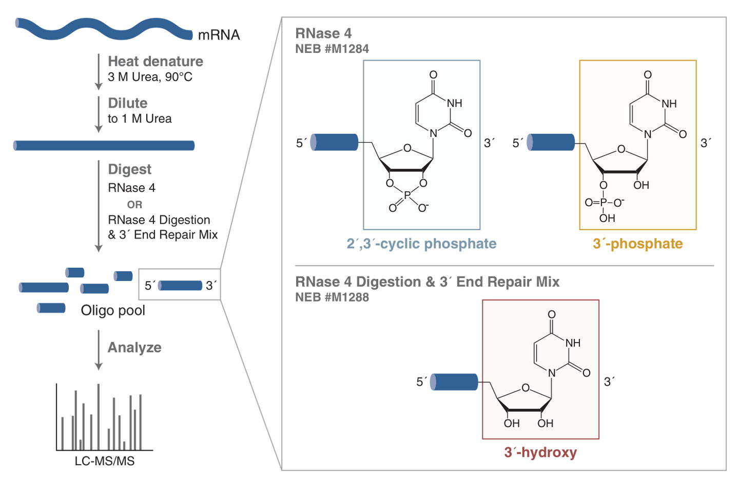 mRNA 加帽效率检测首选：NEB 全新推出 RNase 4 酶切和 3′ 末端修复预混液 - 知乎