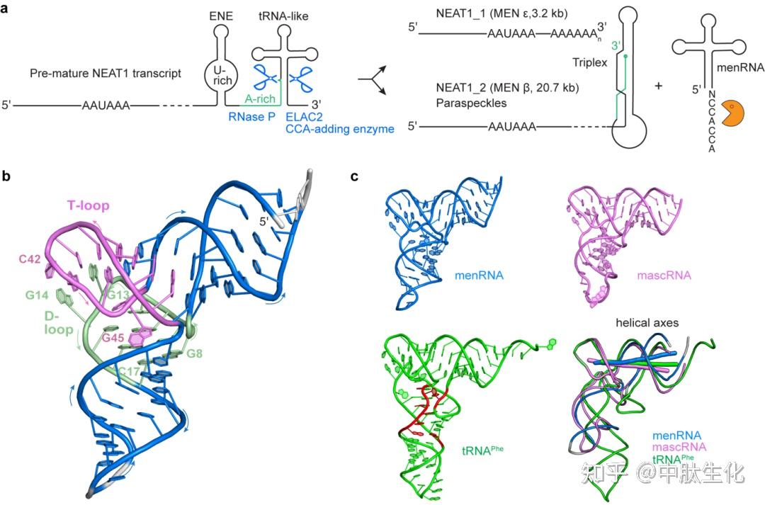 Nat Struct Mol Biol | 张金伟团队揭示长链非编码RNA NEAT1成熟和menRNA胞内快速降解的结构机制 - 知乎