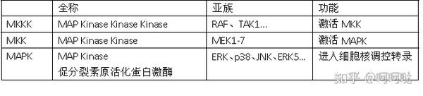 MAPK信号通路 - 知乎