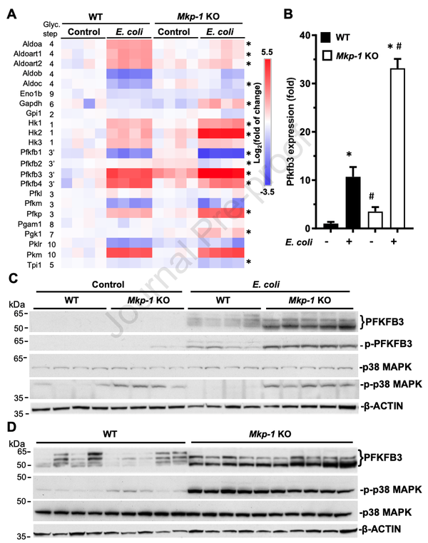 JBC丨p38 MAPK 和 MKP-1 在脓毒症期间通过双功能糖酵解调节剂 PFKFB3 控制糖酵解程序 - 知乎