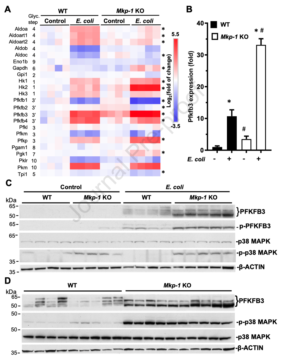JBC丨p38 MAPK 和 MKP-1 在脓毒症期间通过双功能糖酵解调节剂 PFKFB3 控制糖酵解程序 - 知乎