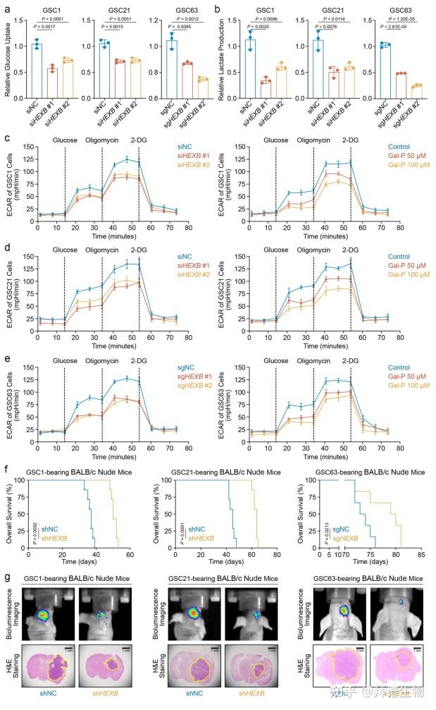 项目文章 Nat Comm（IF=14.7）｜HEXB促癌细胞与巨噬细胞共依赖，加速胶质母细胞瘤形成 - 知乎