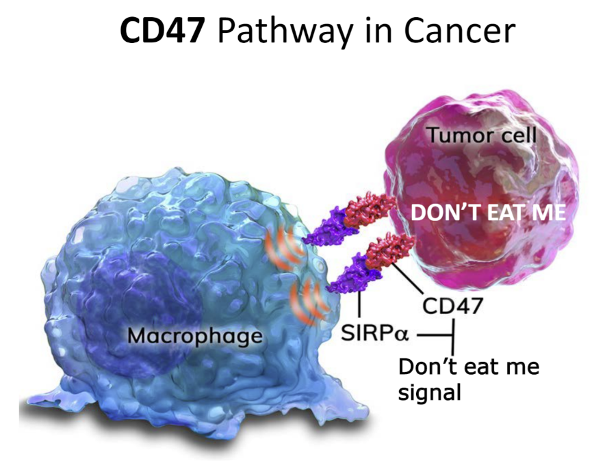 方兴未艾 - 免疫疗法新靶点CD47浅析 - 知乎