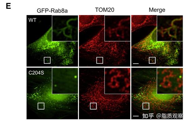 AMPK通过调节Rab8a-Plin5互作促进脂滴线粒体互作 - 知乎