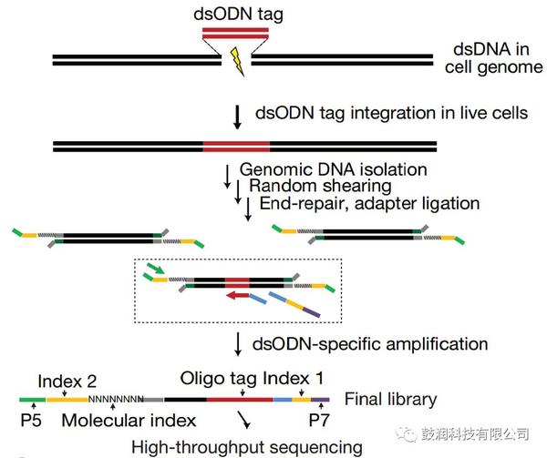 GUIDE-Seq——准确、高效的真核细胞内CRISPR基因编辑的在靶与脱靶效率评估方法 - 知乎
