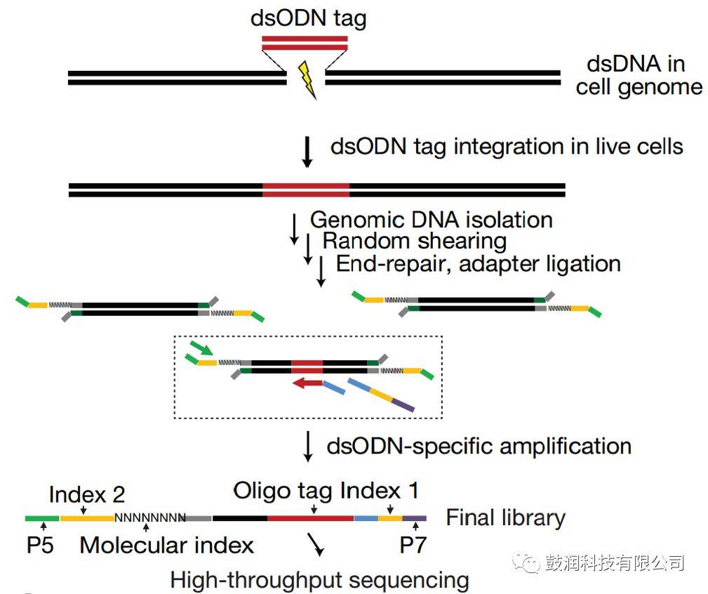 GUIDE-Seq——准确、高效的真核细胞内CRISPR基因编辑的在靶与脱靶效率评估方法 - 知乎
