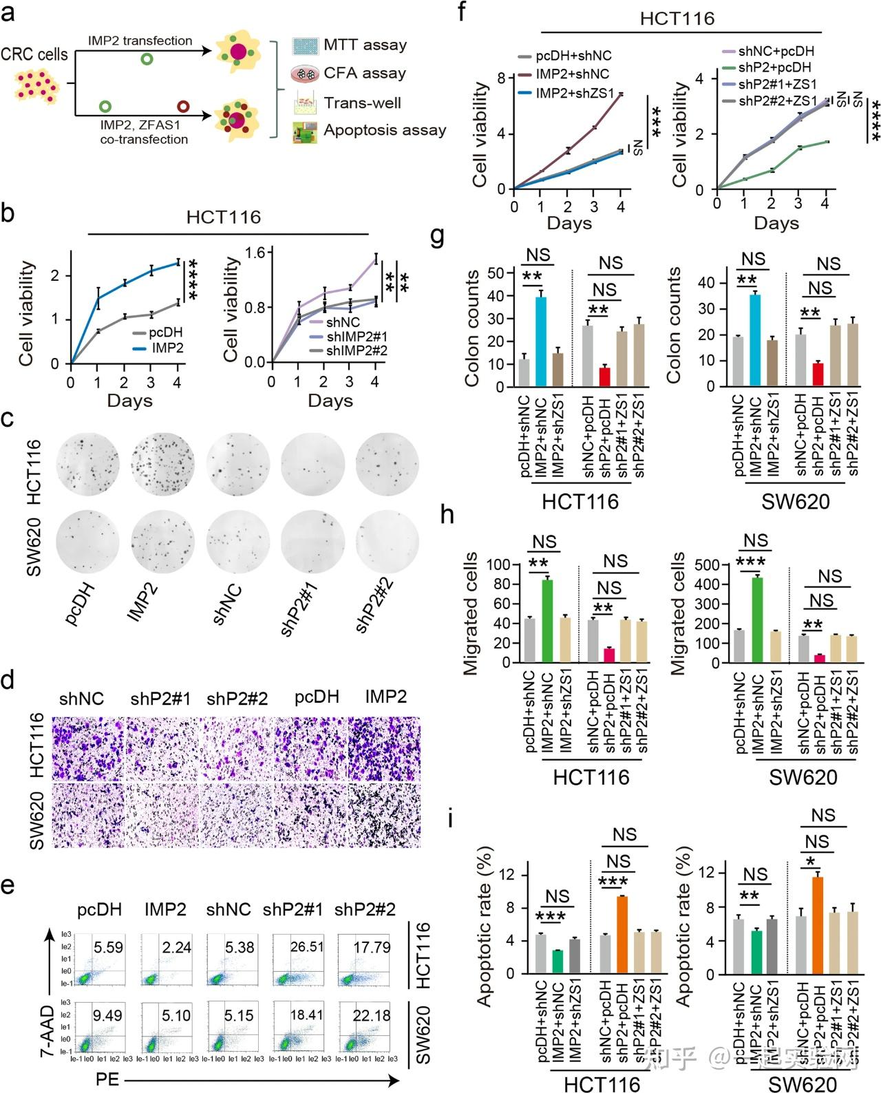 结肠直肠癌中m6A阅读器IMP2稳定ZFAS1/OLA1轴并激活Warburg效应 - 知乎