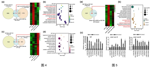 文献解读|Plant Biotechnol J.水稻LRR受体蛋白与其适配激酶结合介导PTI反应 - 知乎