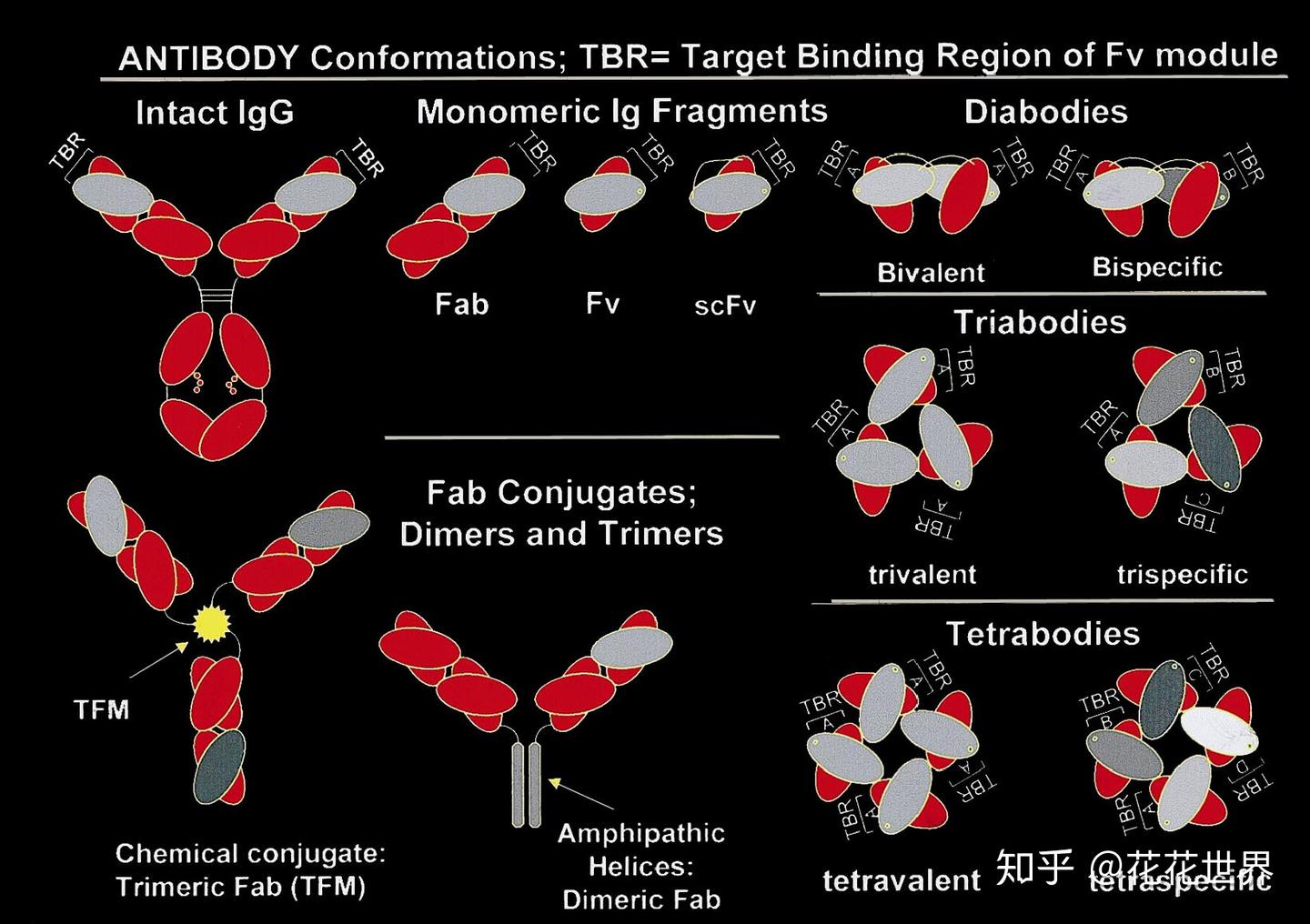 Single-Chain Fragment Variable (ScFv) - 知乎