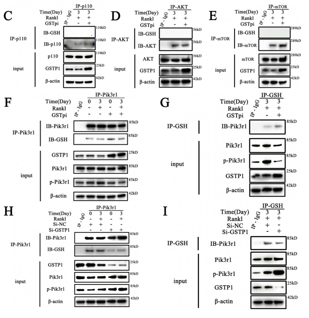 GSTP1介导的Pik3r1的S-谷胱甘肽化调控破骨细胞形成 - 知乎