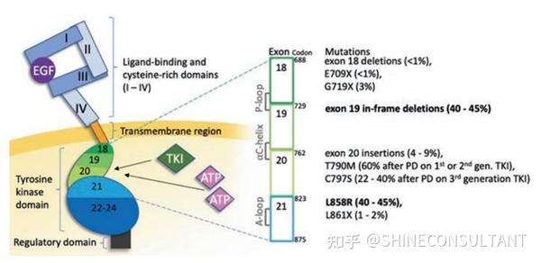 国内企业领跑EGFR ADC！为突变耐药带来新生机 - 知乎