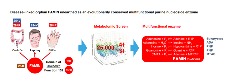 Cell | FAMIN介导的嘌呤代谢新机制，在代谢调控中发挥重要作用 - 知乎