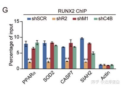 乳腺癌的发生与骨转移癌---- 解析RUNX2/NuRD(MTA1)/CRL4B复合体的作用机制 - 知乎
