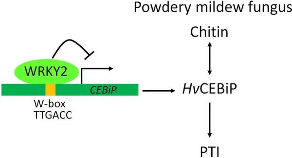 WRKY家族想做个自我介绍（二） - 知乎