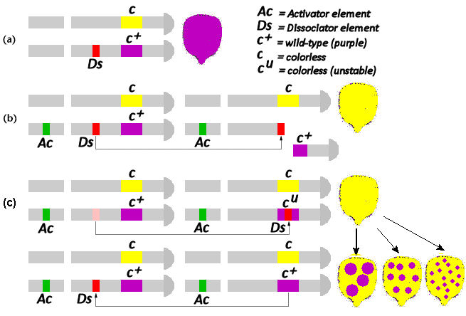 转座子——基因界的“跳跳糖” - 知乎
