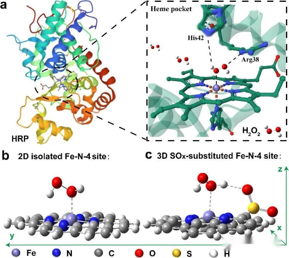 【J.Am.Chem.Soc】用于高效模拟过氧化物酶的单原子纳米酶的维度工程-中国科学院长春应用化学研究所 - 知乎