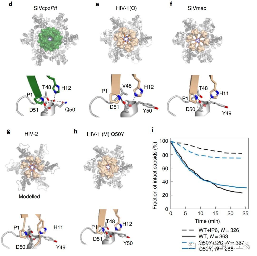 一文读懂HIV疫苗最新研究！广谱中和抗体飞速发展，mRNA技术带来新突破！ - 知乎