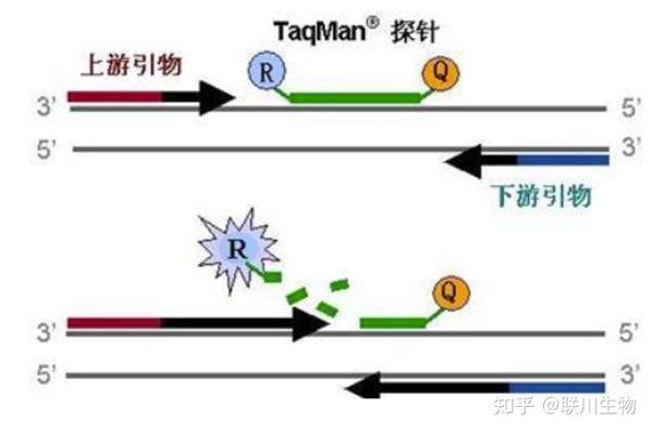 探针法荧光PCR（Taqman 技术）介绍 - 知乎
