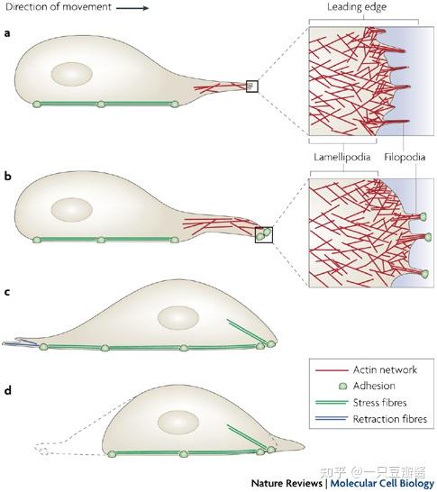 关于细胞骨架的二三事（一） - 知乎