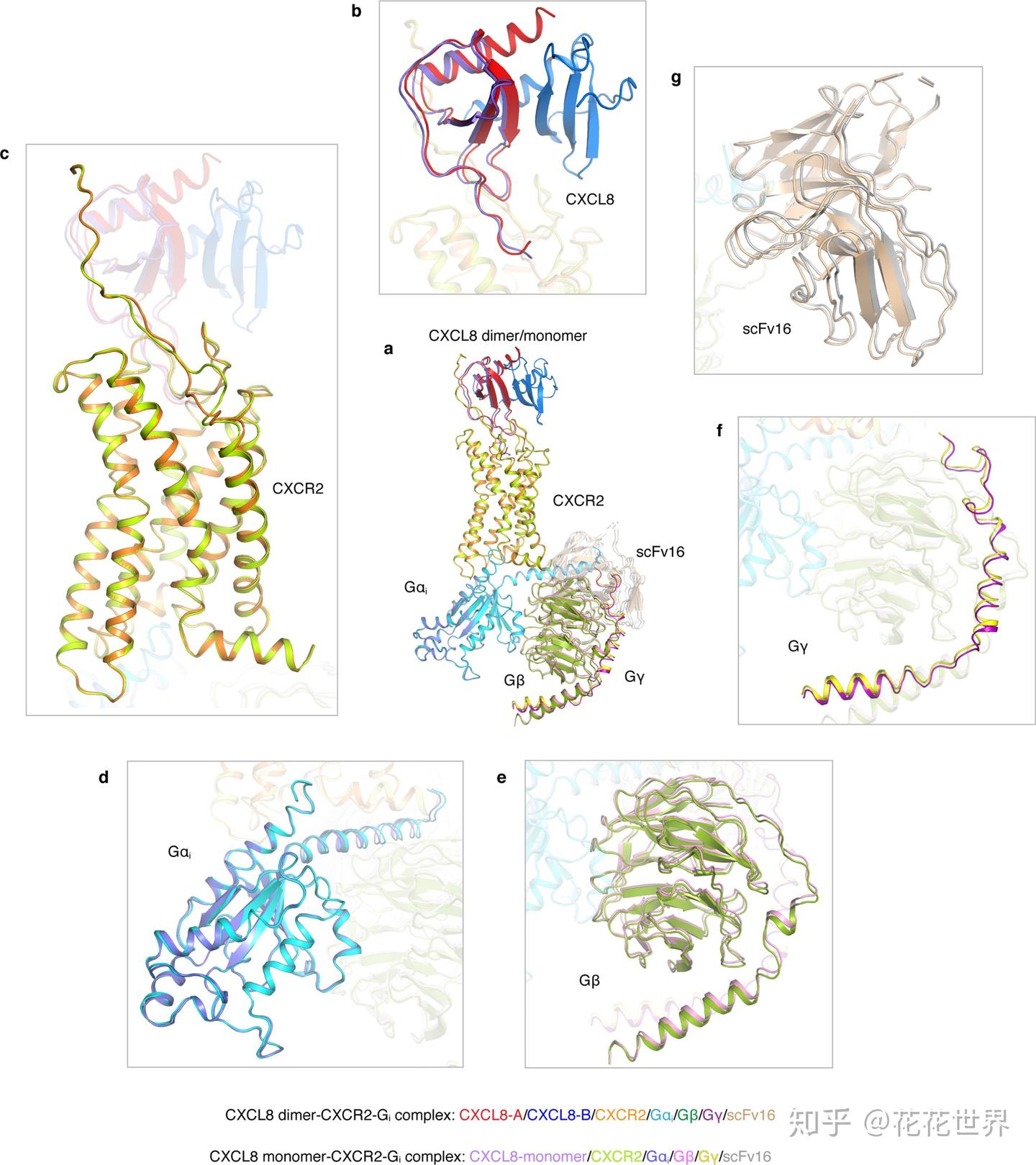Single-Chain Fragment Variable (ScFv) - 知乎